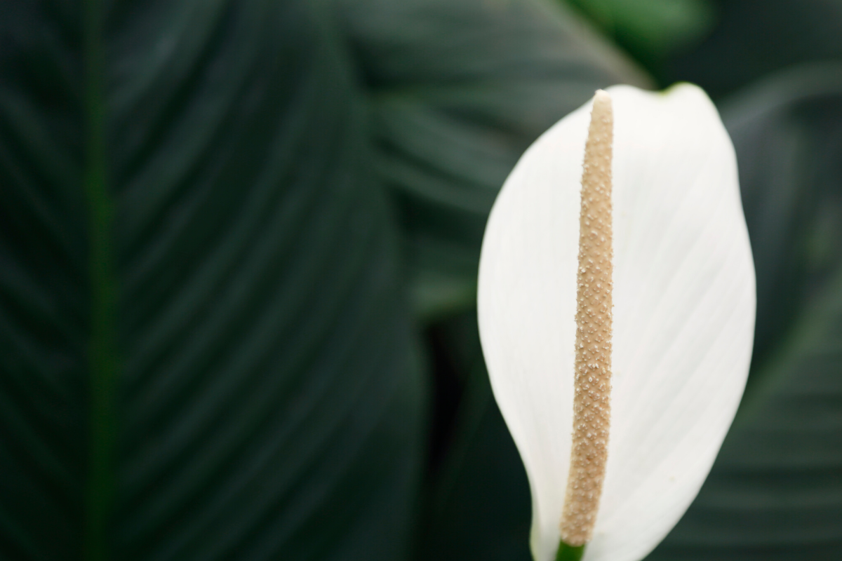 Which plants are good to purify our air inside our homes | Nature Your Home